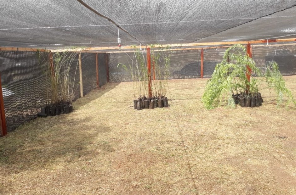 Las Juntas ya cuenta con su vivero forestal - La Unión Digital