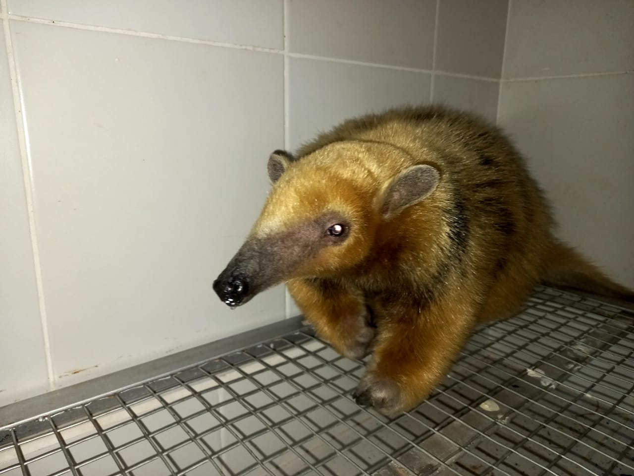 La Secretaría de Medio Ambiente devolvió un oso melero a su hábitat ...
