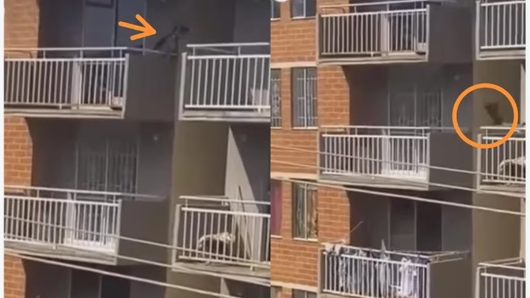 Con sed y calor: Un perro se lanzó al vacío desde un quinto piso - La ...