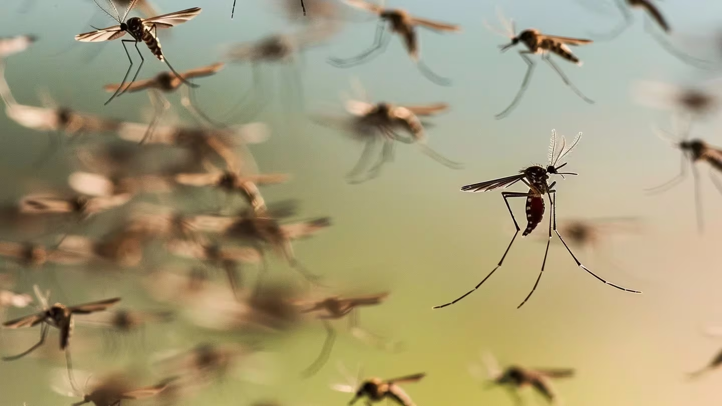 Repelentes naturales para combatir los mosquitos - La Unión Digital