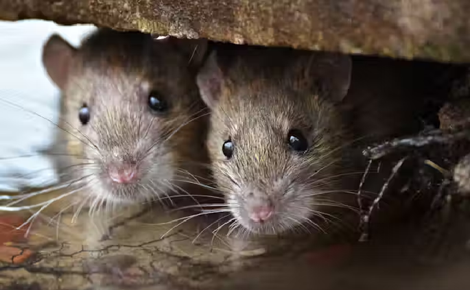 El increíble truco para eliminar las ratas del hogar sin utilizar ...