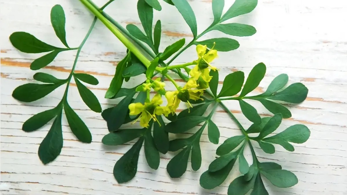 Dónde hay que poner la planta de ruda para atraer el dinero en octubre ...