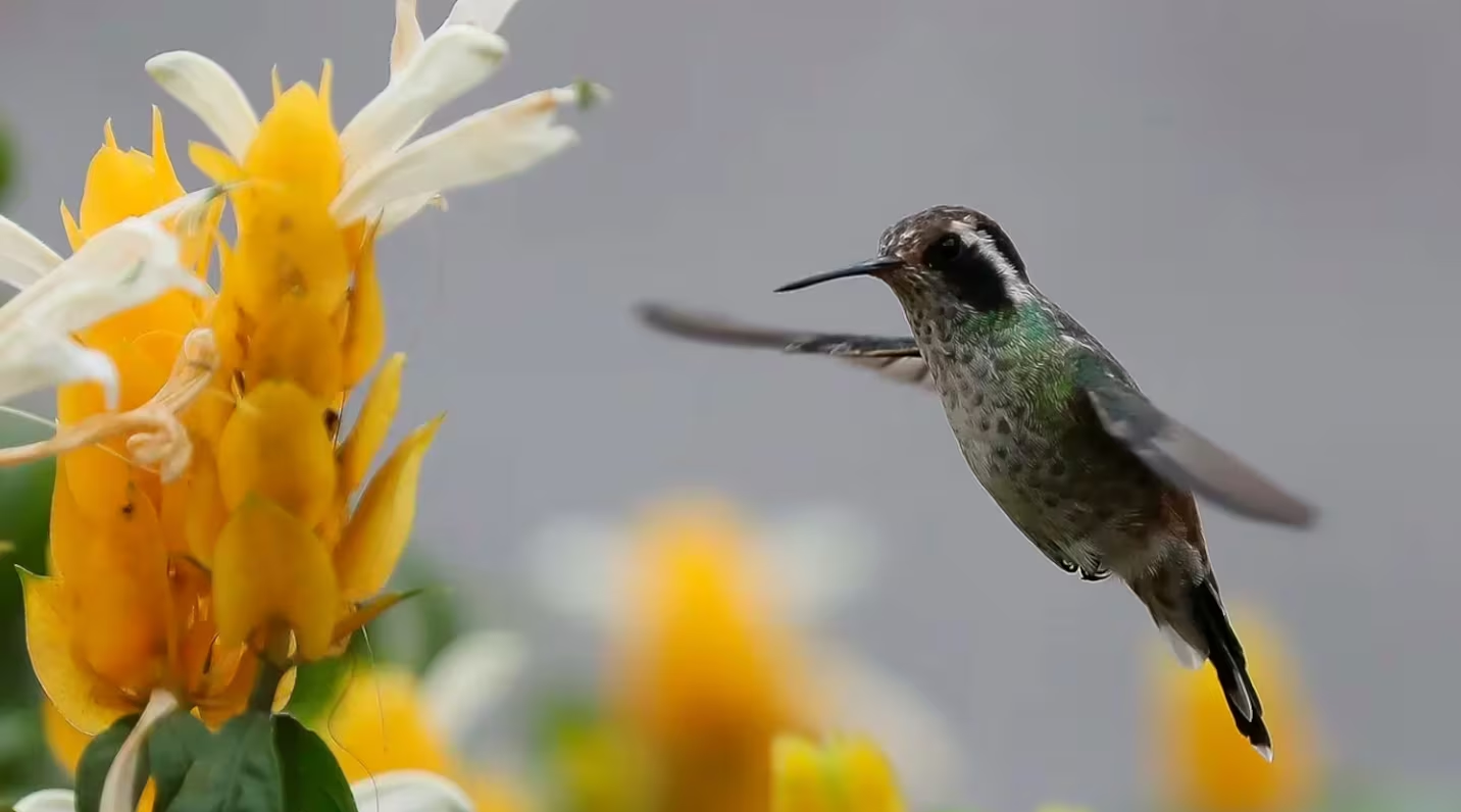 ¿Qué significa que un colibrí visite tu jardín? - La Unión Digital
