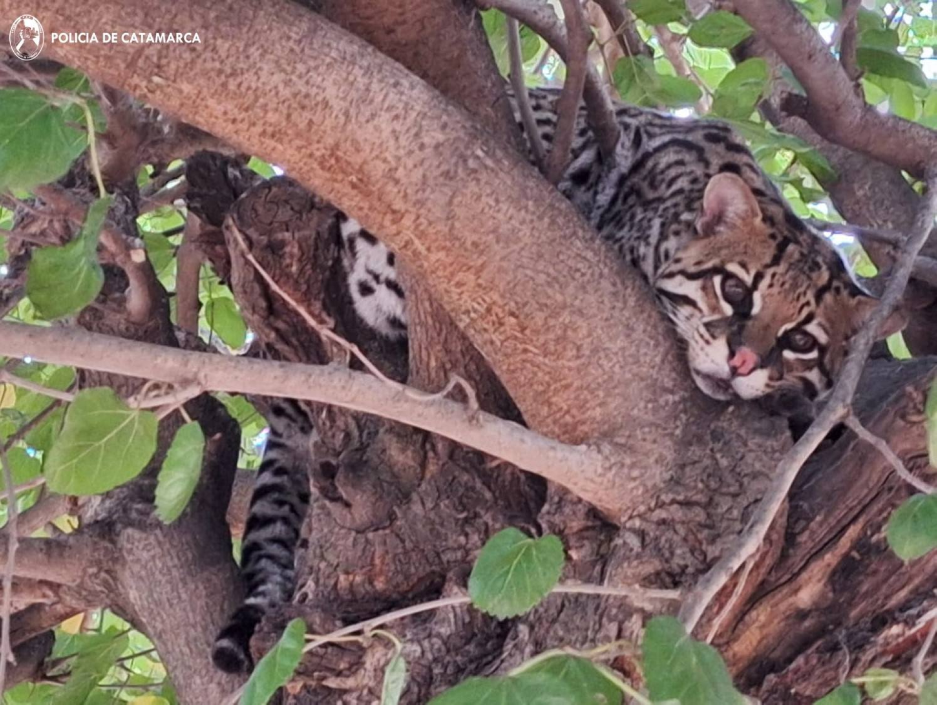 Encuentran y liberan a un ocelote en Alijilán - La Unión Digital