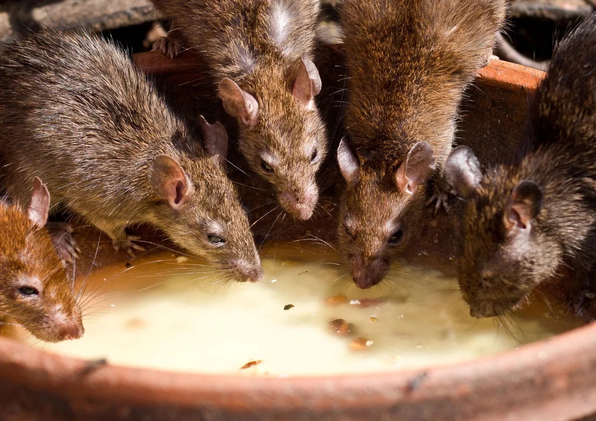 El increíble truco casero con Coca Cola para espantar las ratas del ...